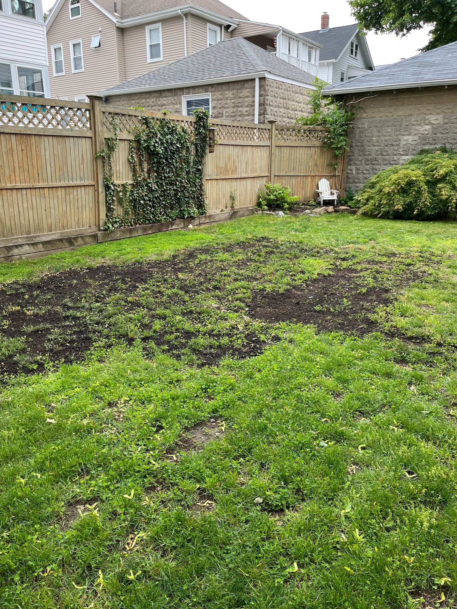 How to start a clover lawn – Sensible Sustainability