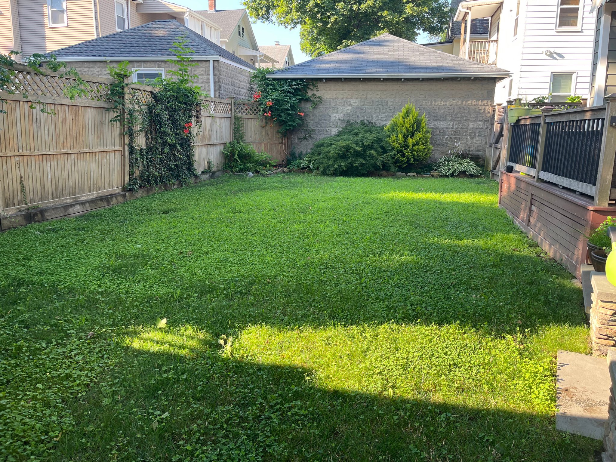 How to start a clover lawn – Sensible Sustainability
