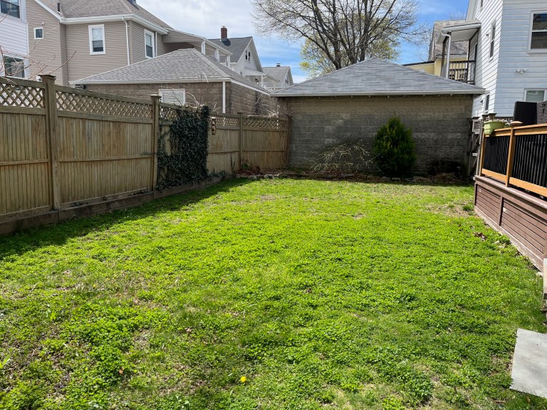 How to start a clover lawn – Sensible Sustainability