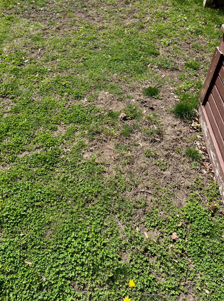 How to start a clover lawn – Sensible Sustainability